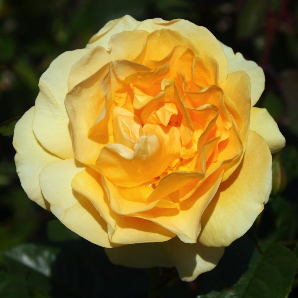 Rosa Absolutely Fabulous