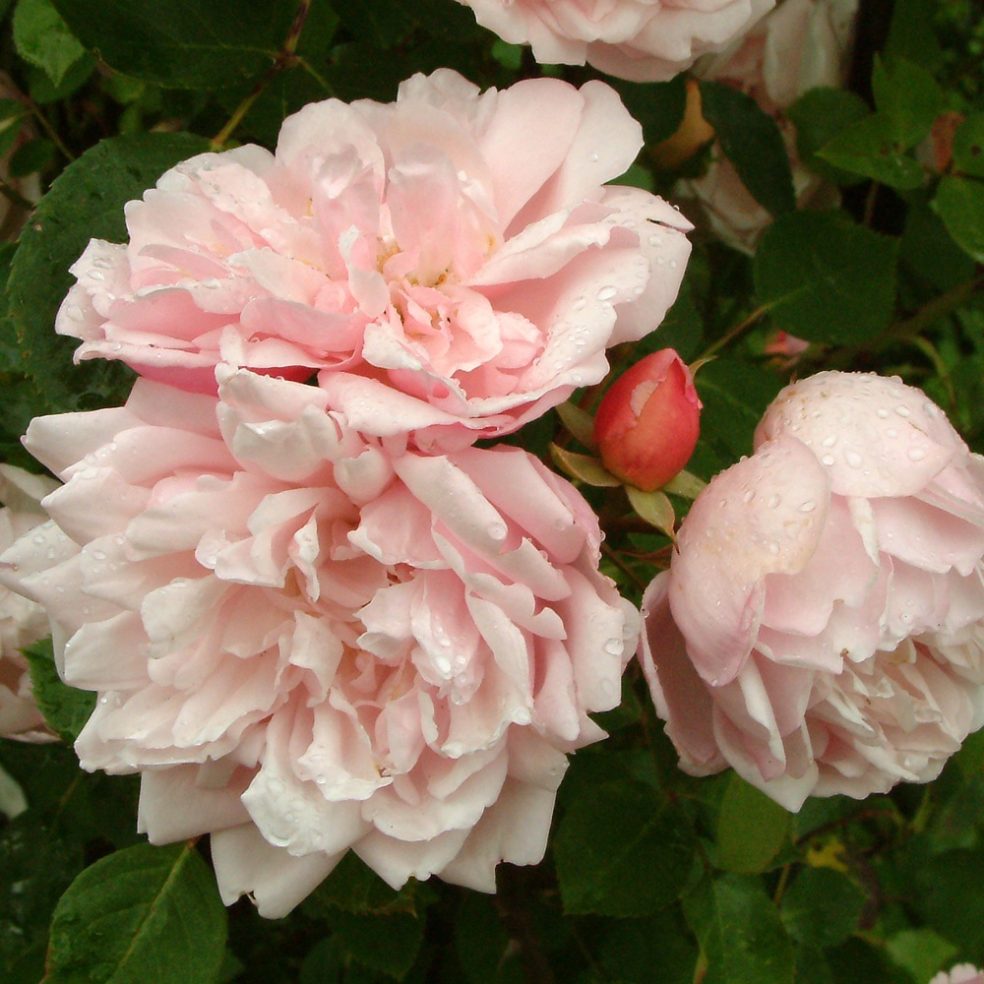Rosa Albertine