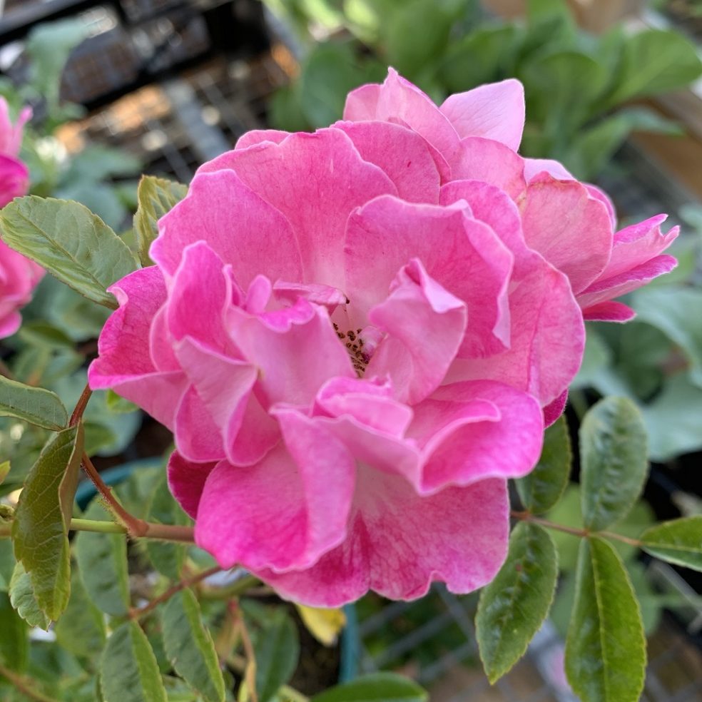 Rosa Pearl Anniversary