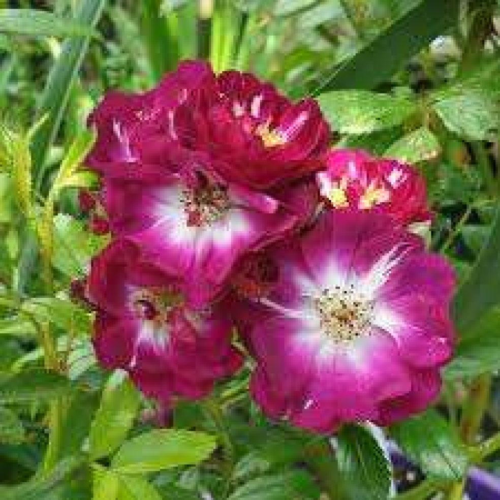 Rosa Perennial Blue