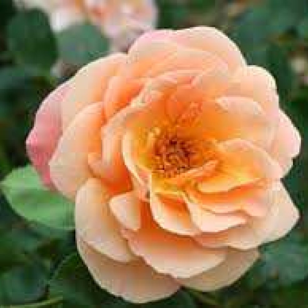 Duchy of Cornwall Nursery