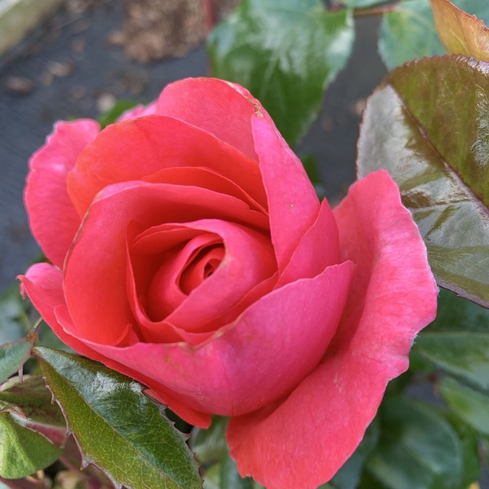 Rosa Special Anniversary | Duchy of Cornwall Nursery