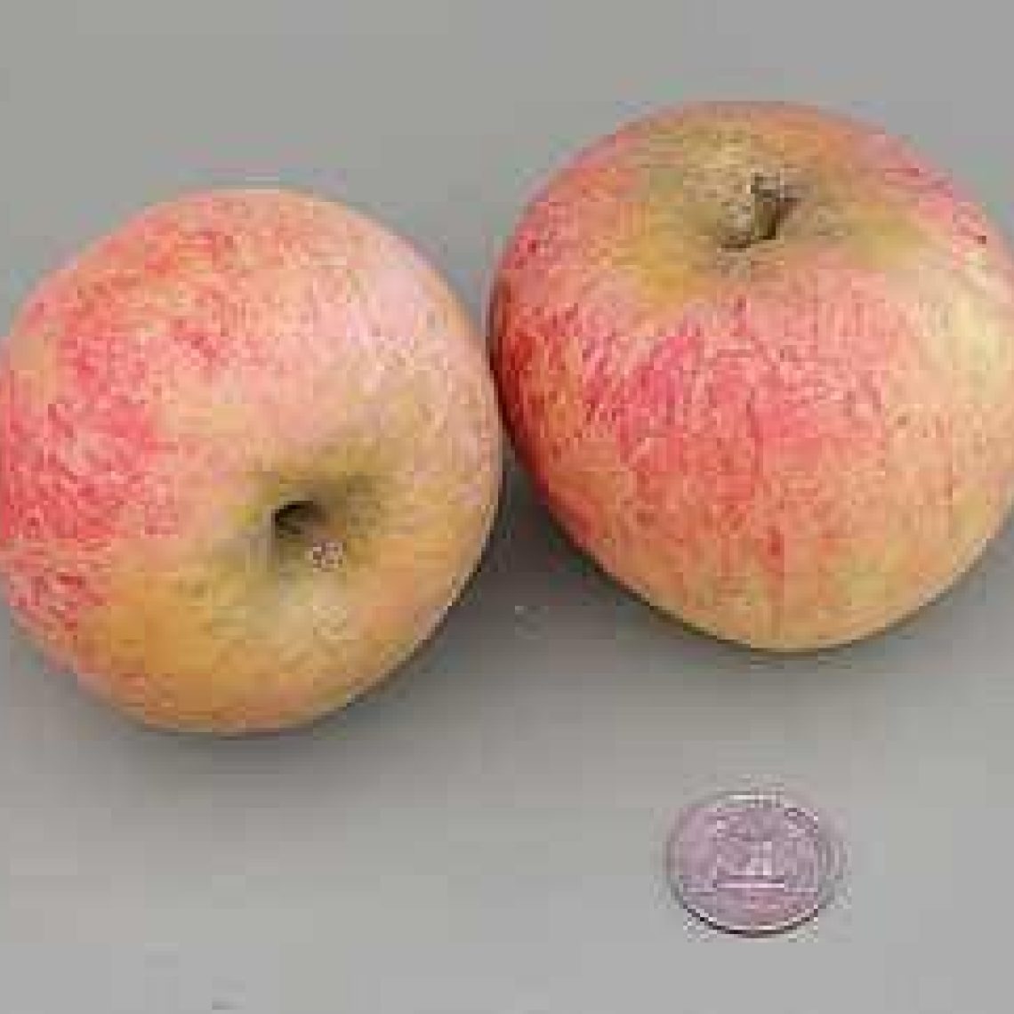 Apple Blenheim Orange