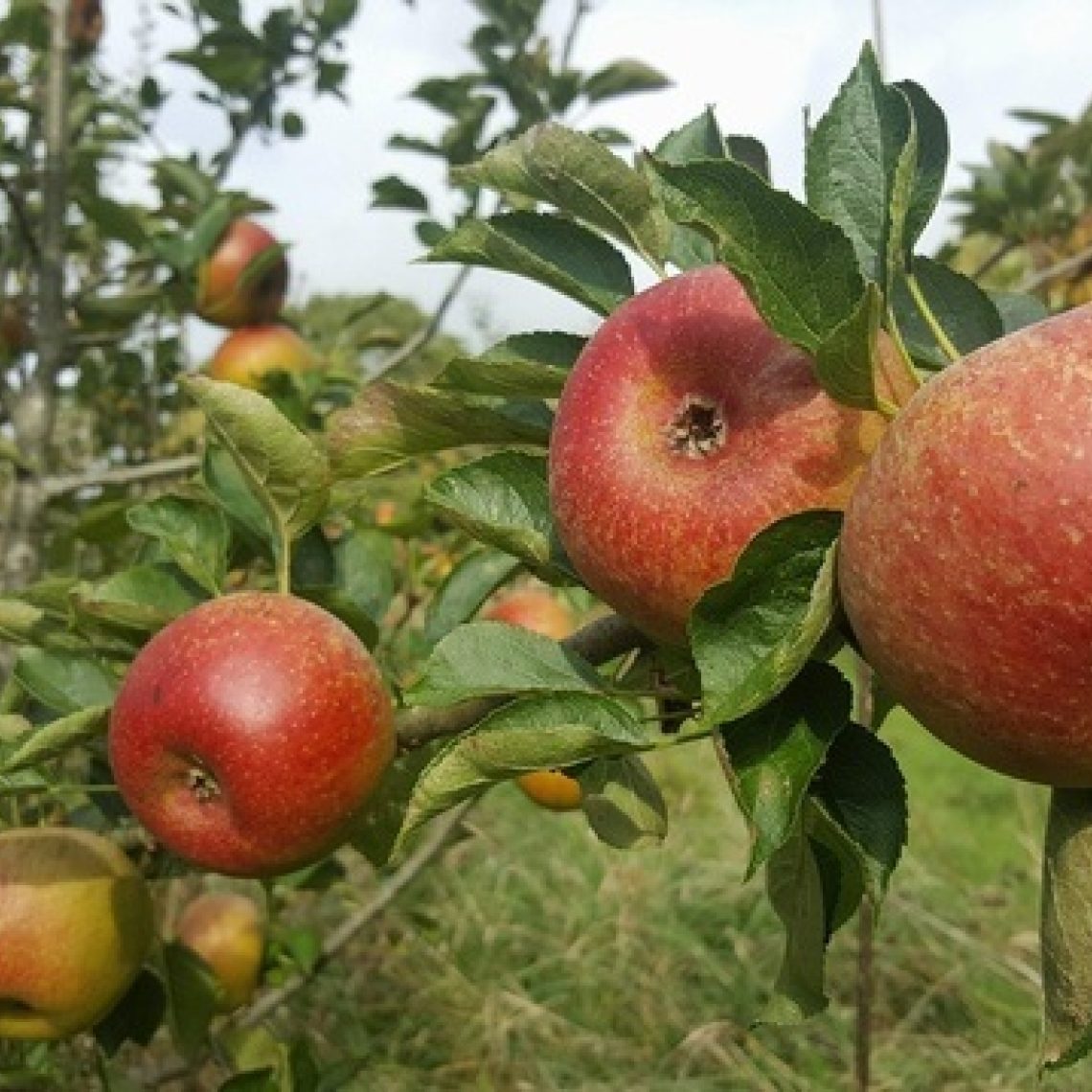 Apple Cornish Queen MM106