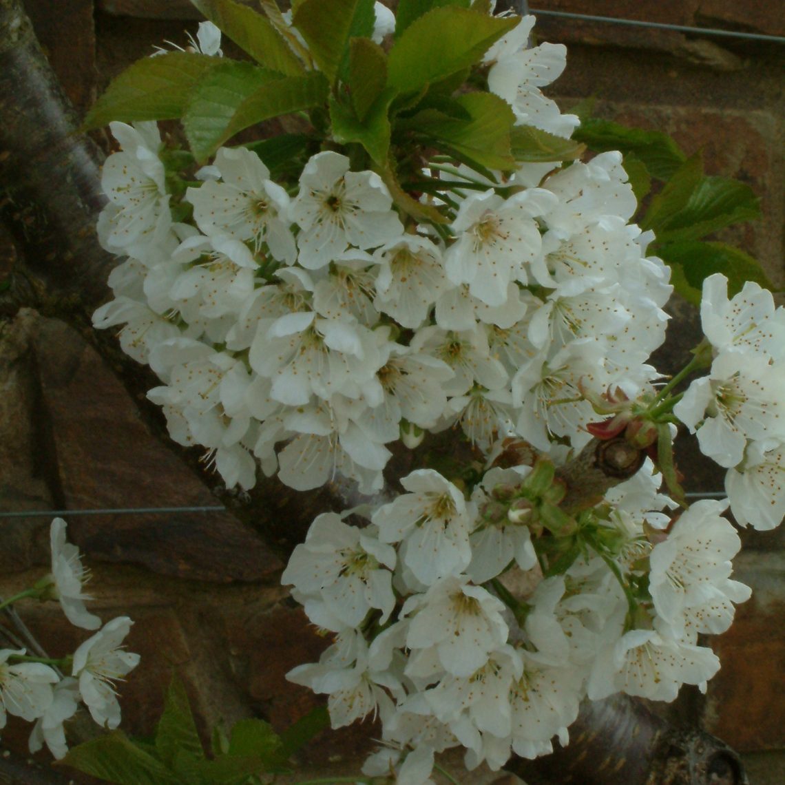 Cherry Stella Gisela 5