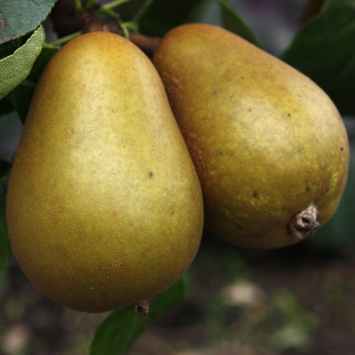 Pear Beth Bush