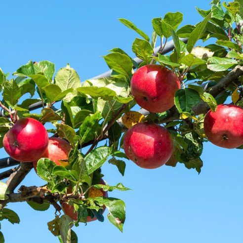 Apple Red Devil MM106