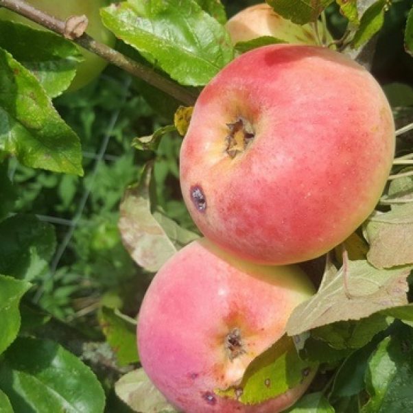 Apple Scrumptious MM106