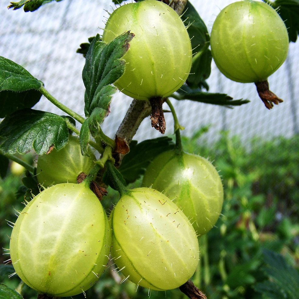 Gooseberry Invicta