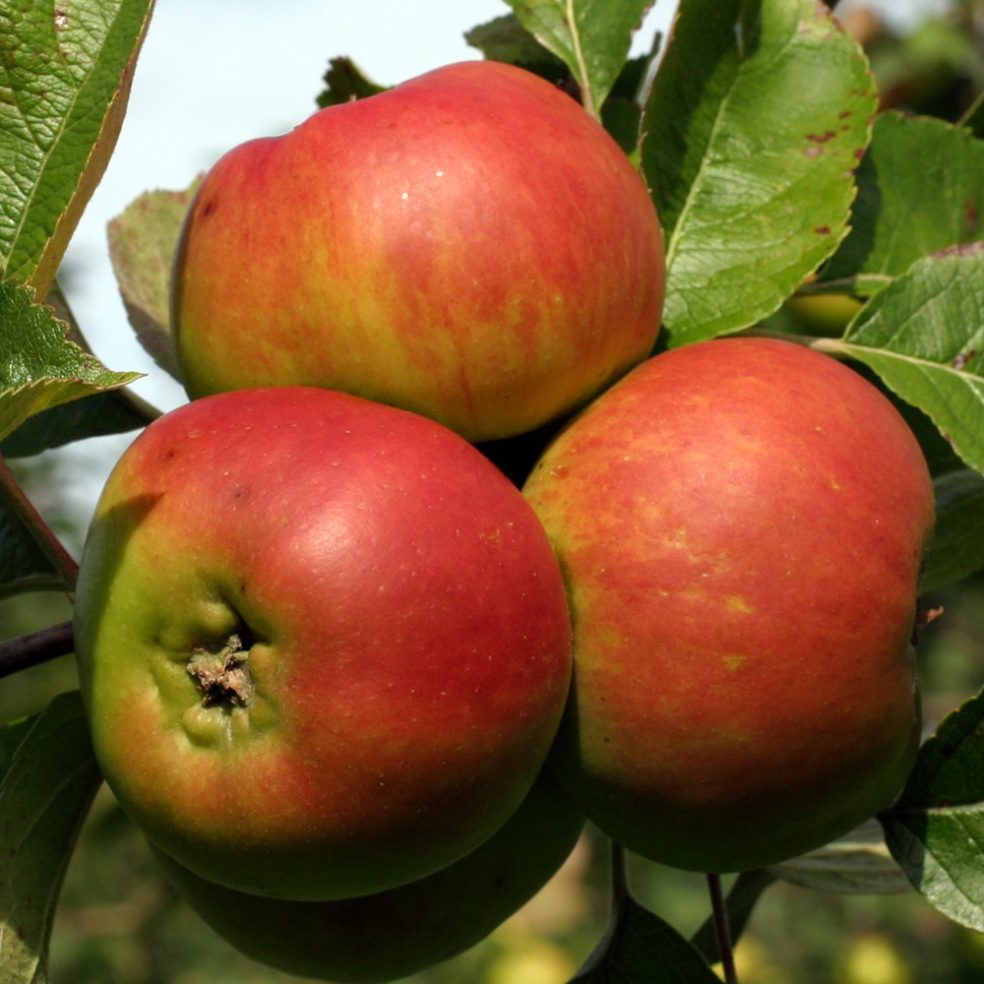 Apple Bramley Seedling MM106