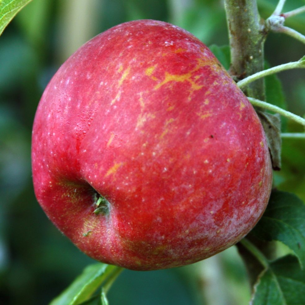 Apple Red Windsor