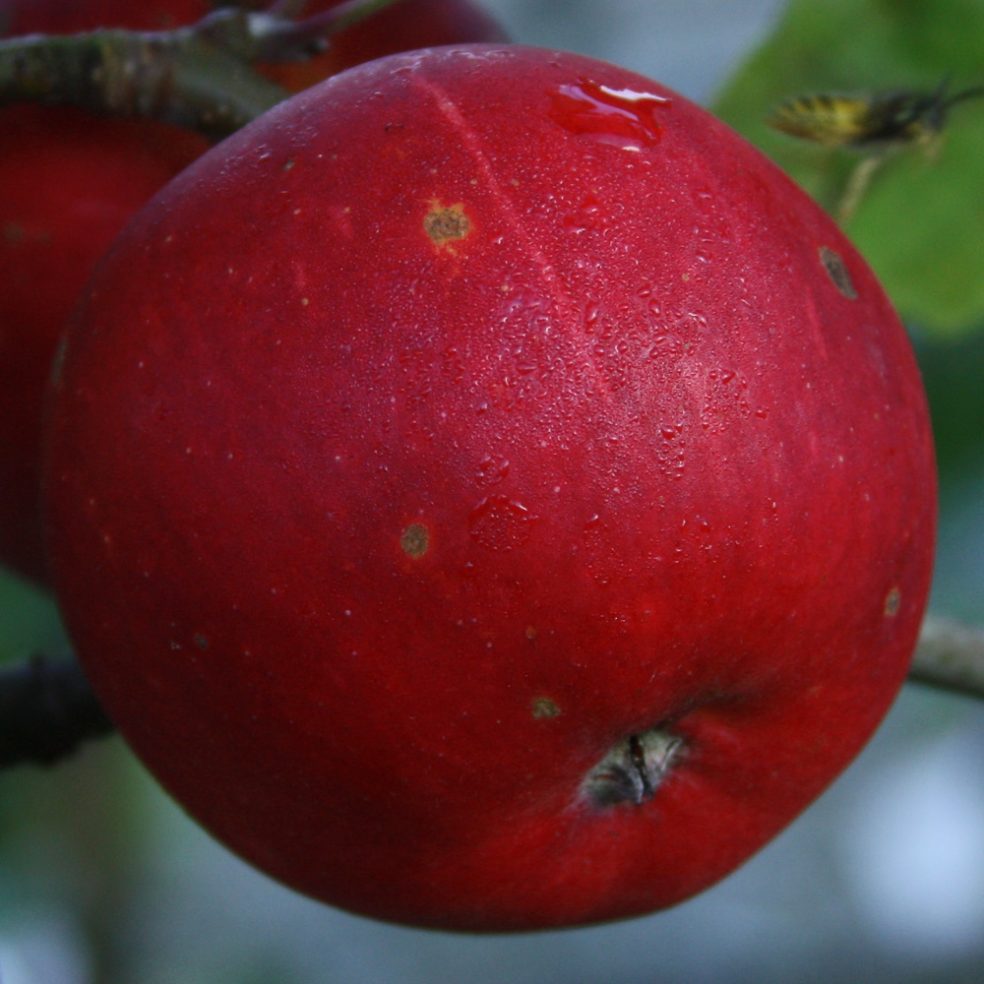 Apple Scrumptious MM106