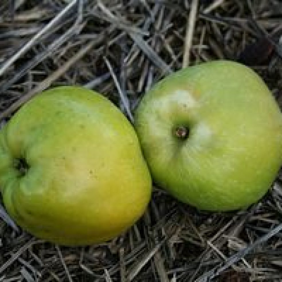 Apple Colloggett Pippin