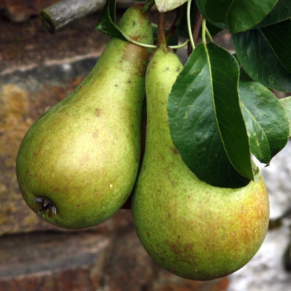 Pear Concorde Bush