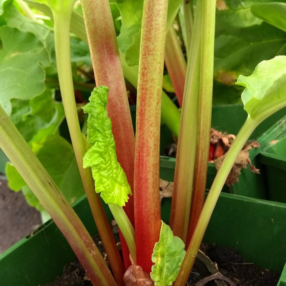 Rhubarb Victoria