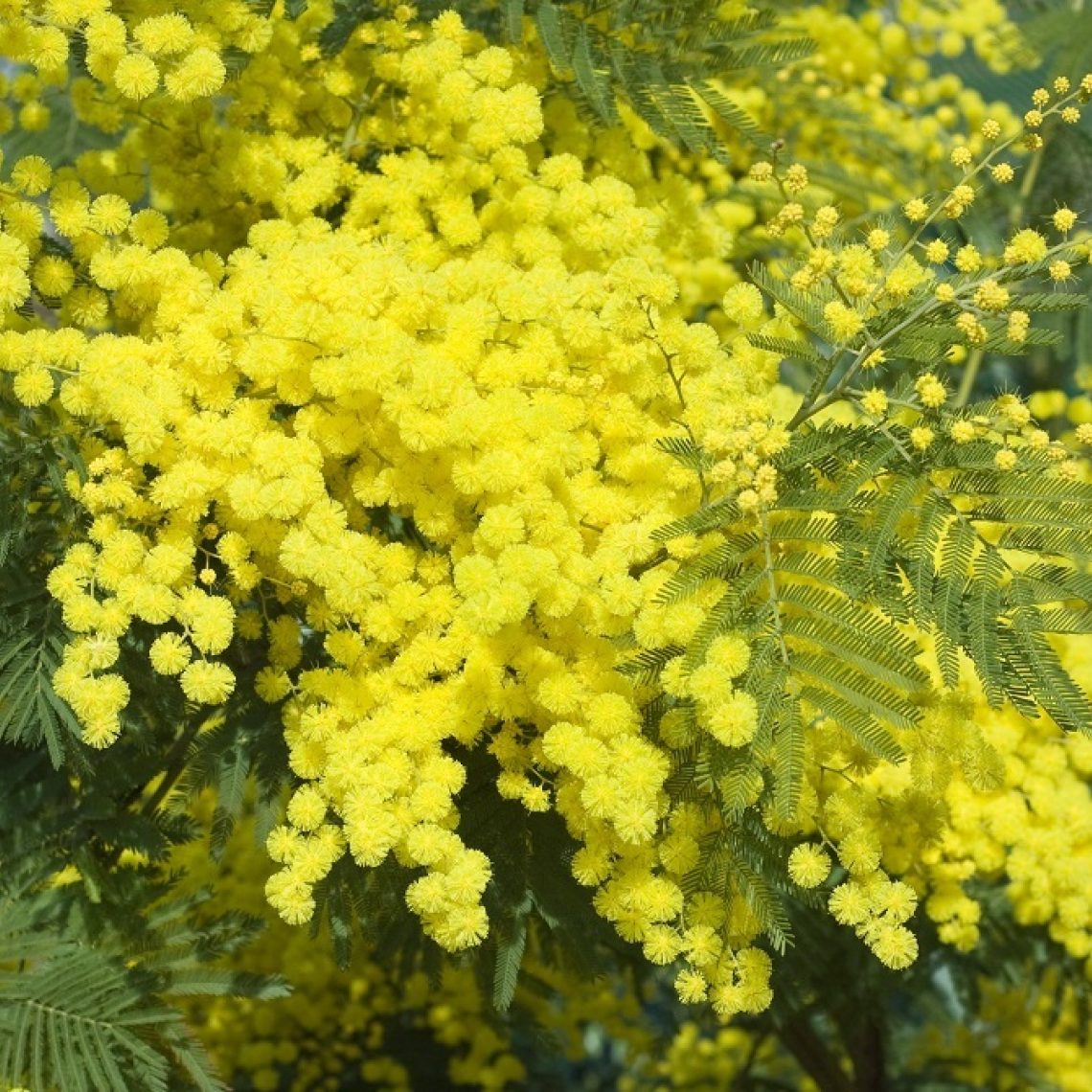 Acacia dealbata