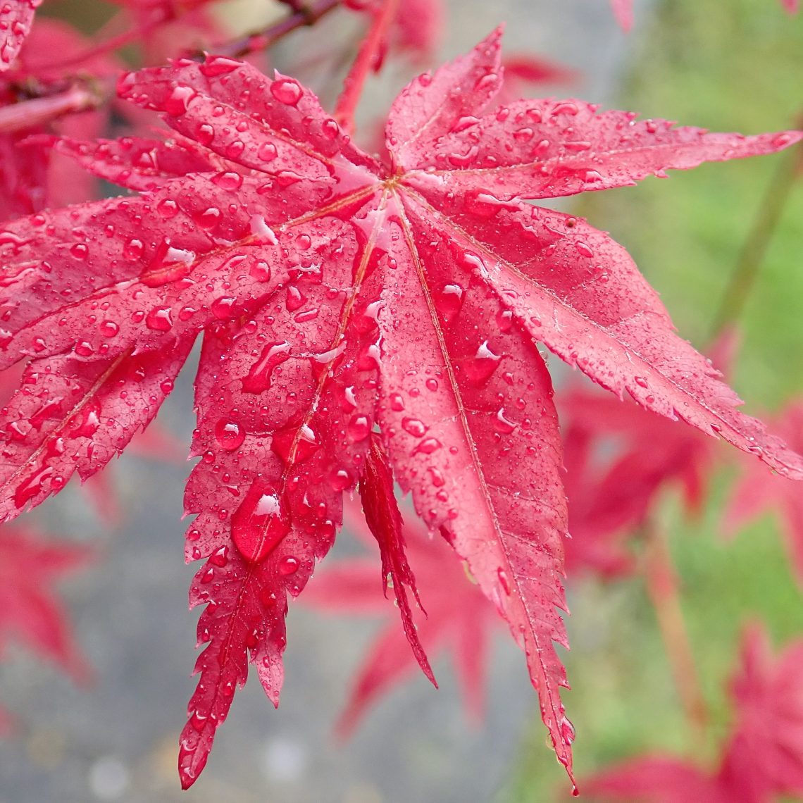 Acer palmatum Osakazuki AGM