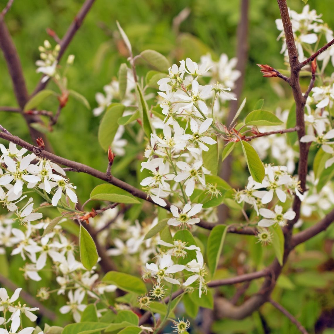 Amelanchier canadensis