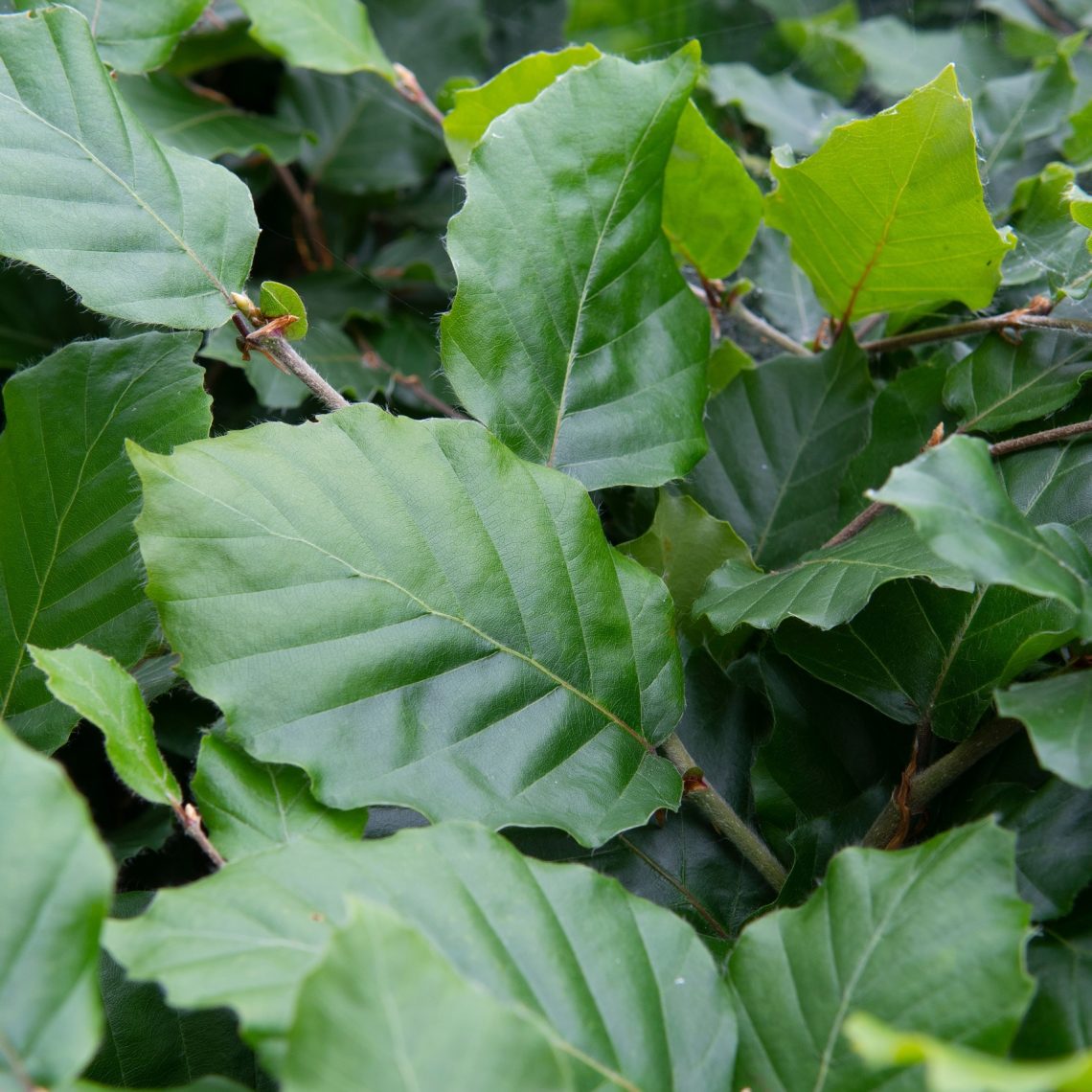 Fagus sylvatica