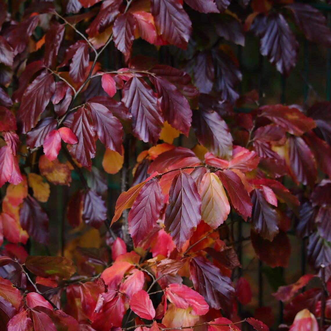 Fagus sylvatica purpurea