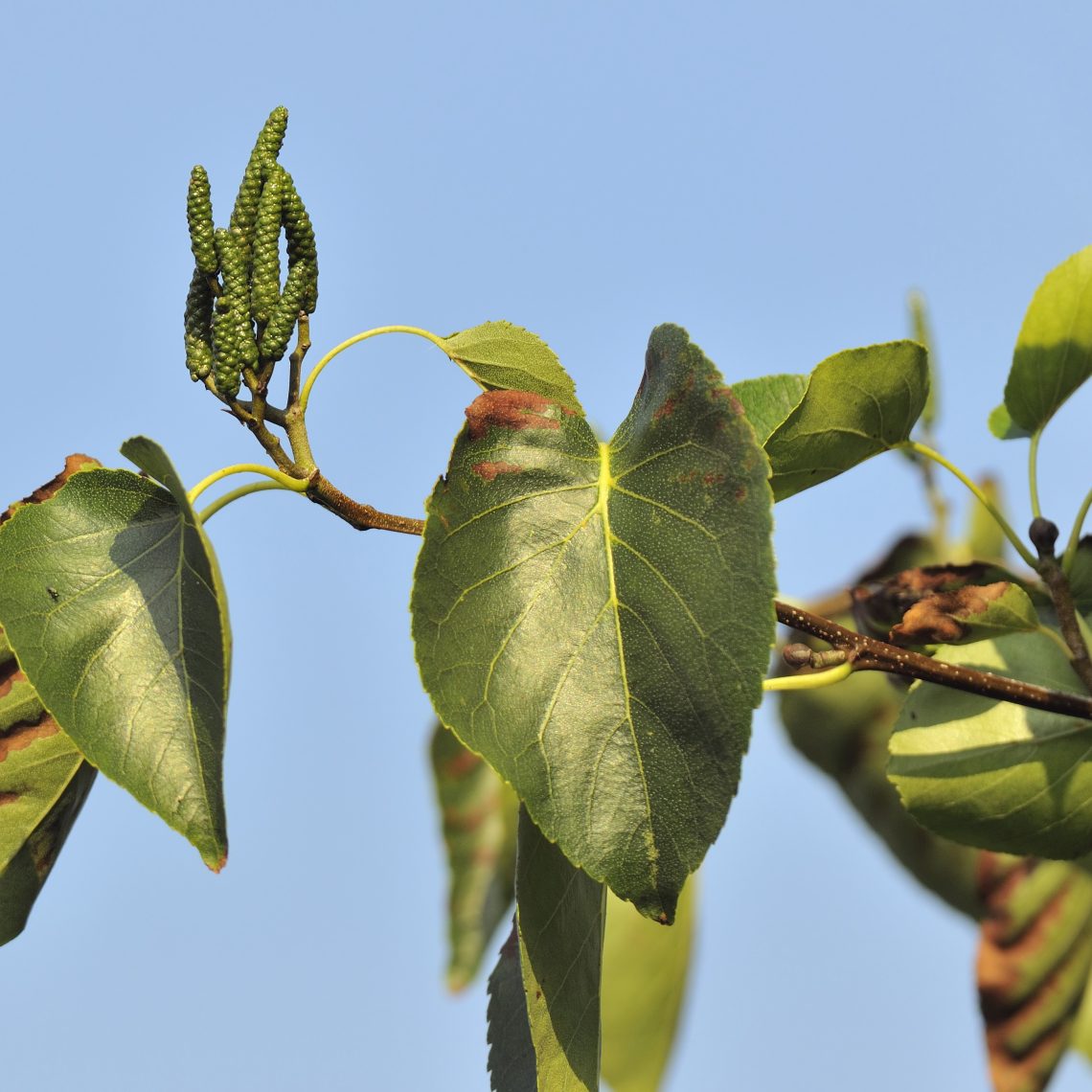 Alnus cordata (Italian Alder)