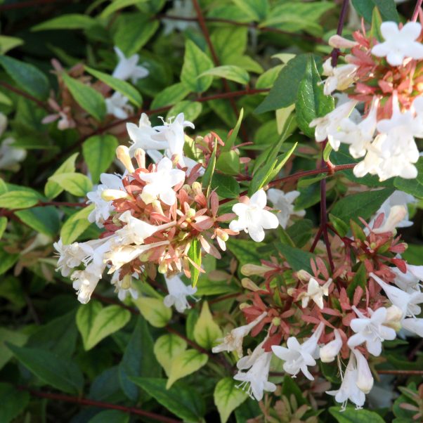 Photinia x fraseri Chico Standard