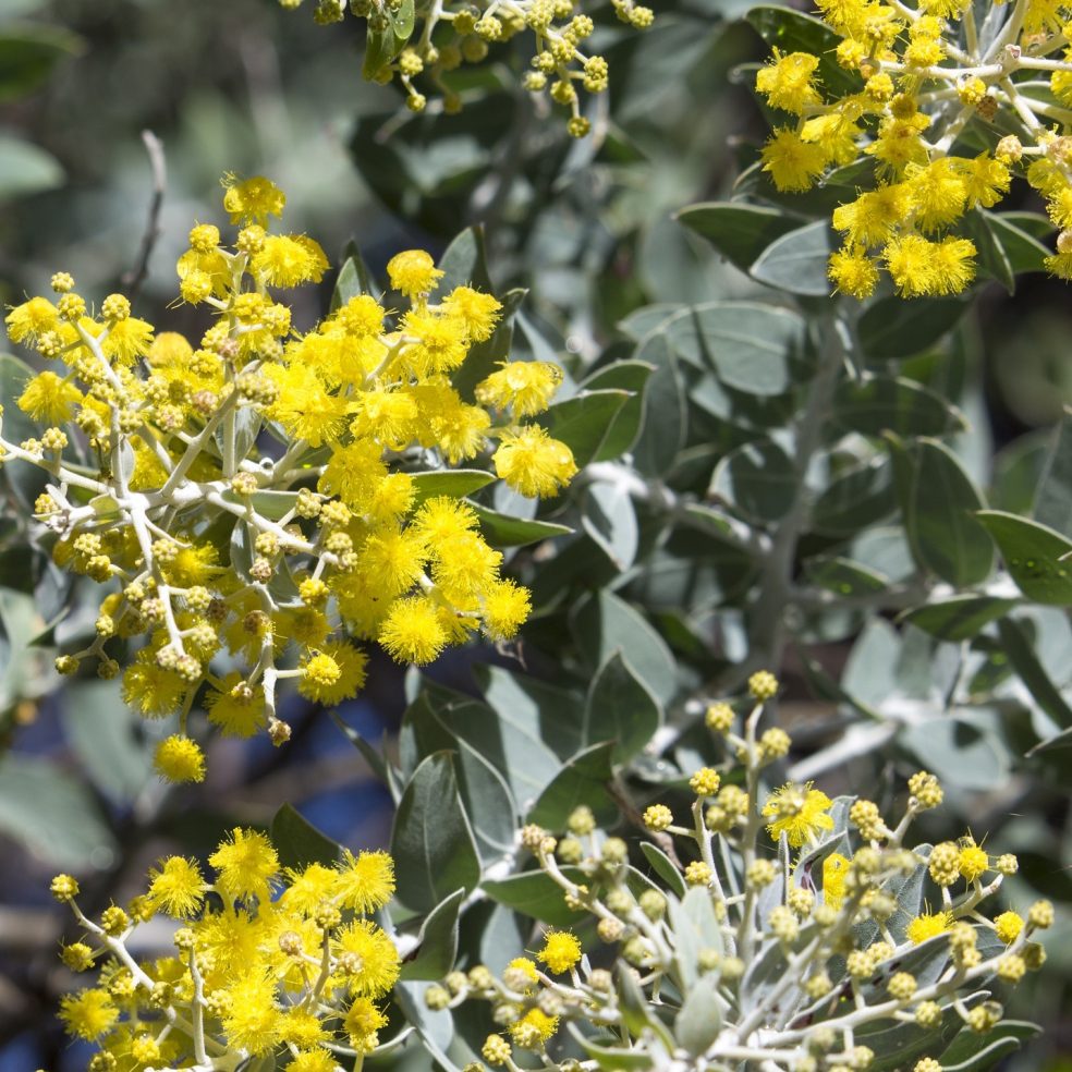 Acacia baileyana
