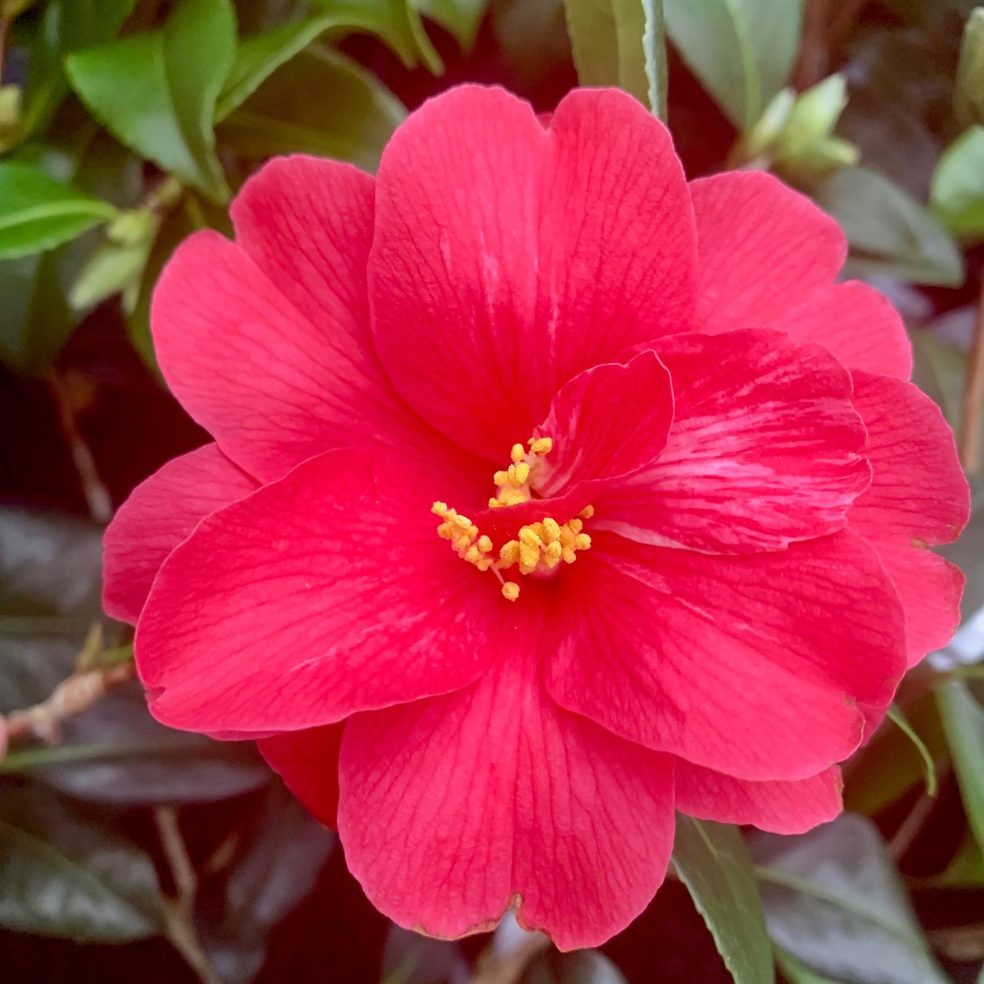 Camellia Freedom Bell