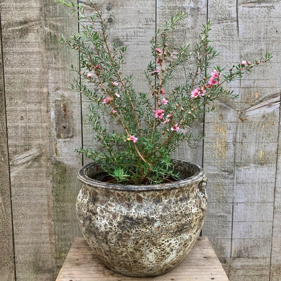 Leptospermum Martinii