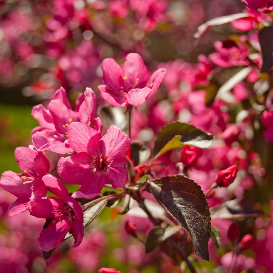Malus Royal Beauty 12L | Duchy of Cornwall Nursery