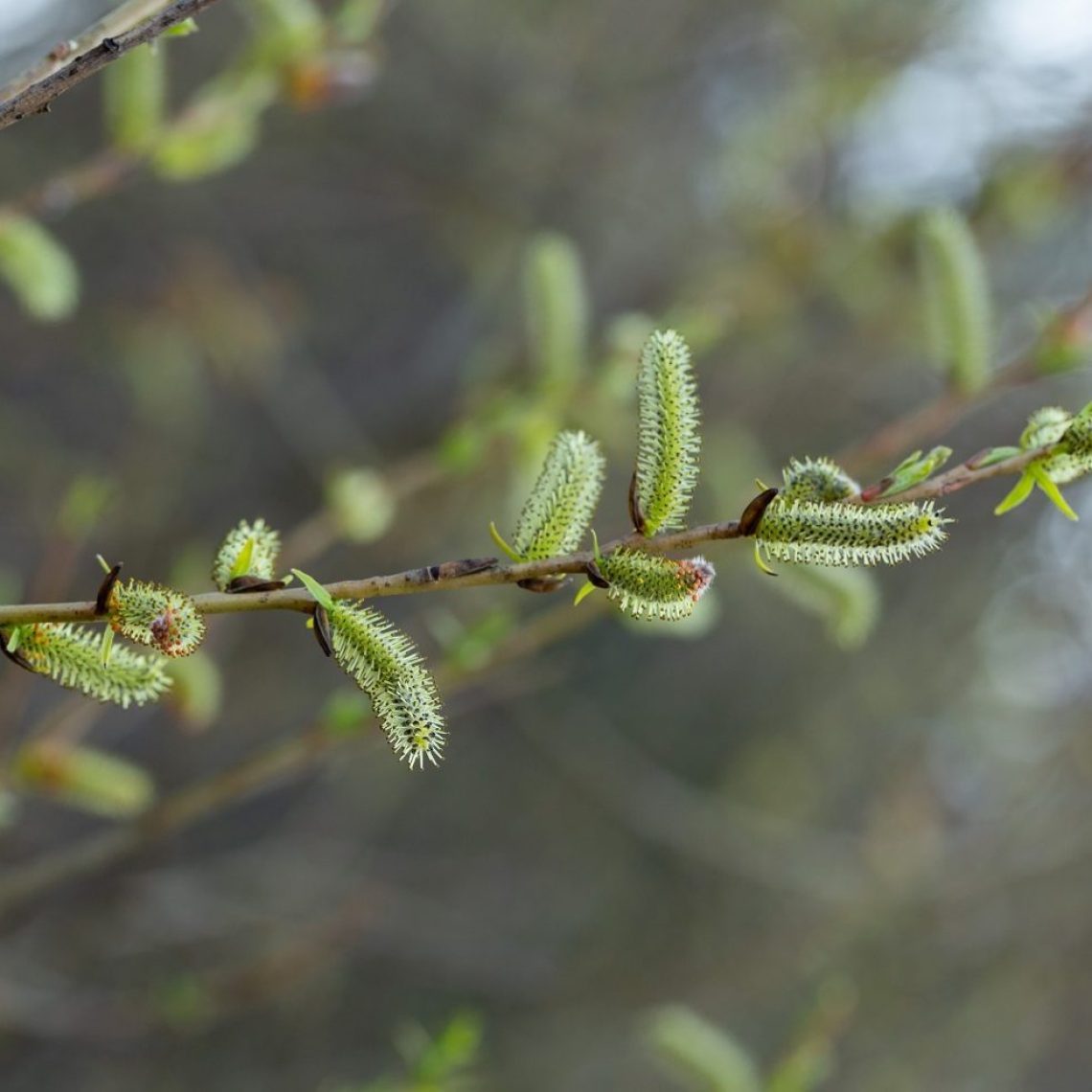 Duchy of Cornwall Nursery