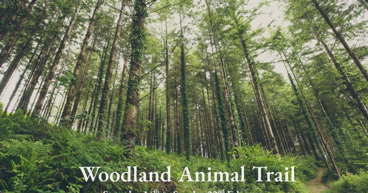 Duchy Woodland Animal Trail | Duchy of Cornwall Nursery