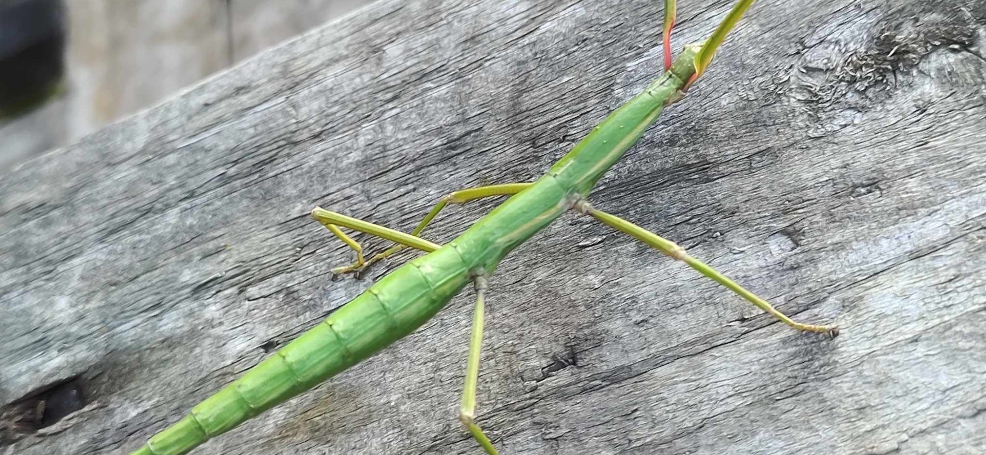 The Nursery Team - Talk stick insects | Duchy of Cornwall Nursery