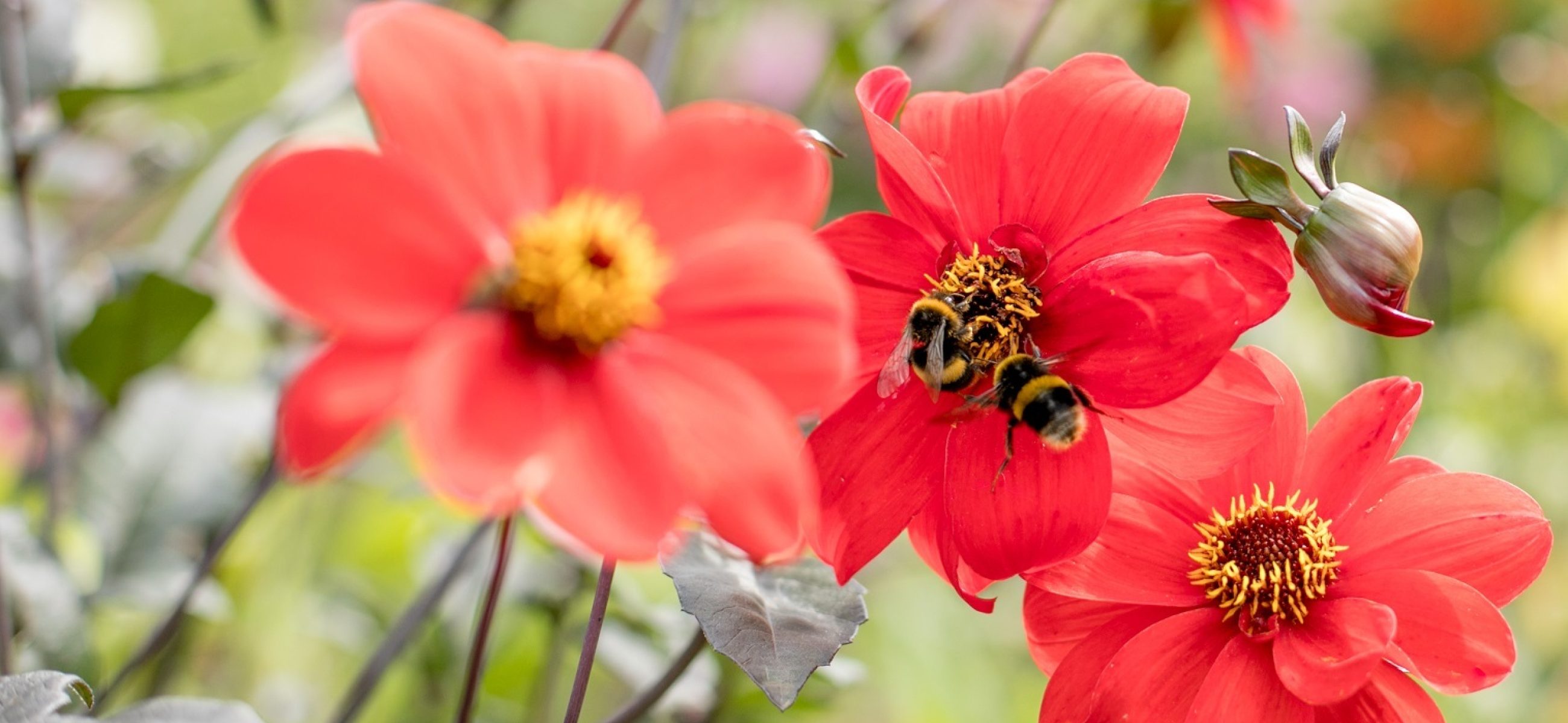 Download our free guide to the Bumblebee Garden