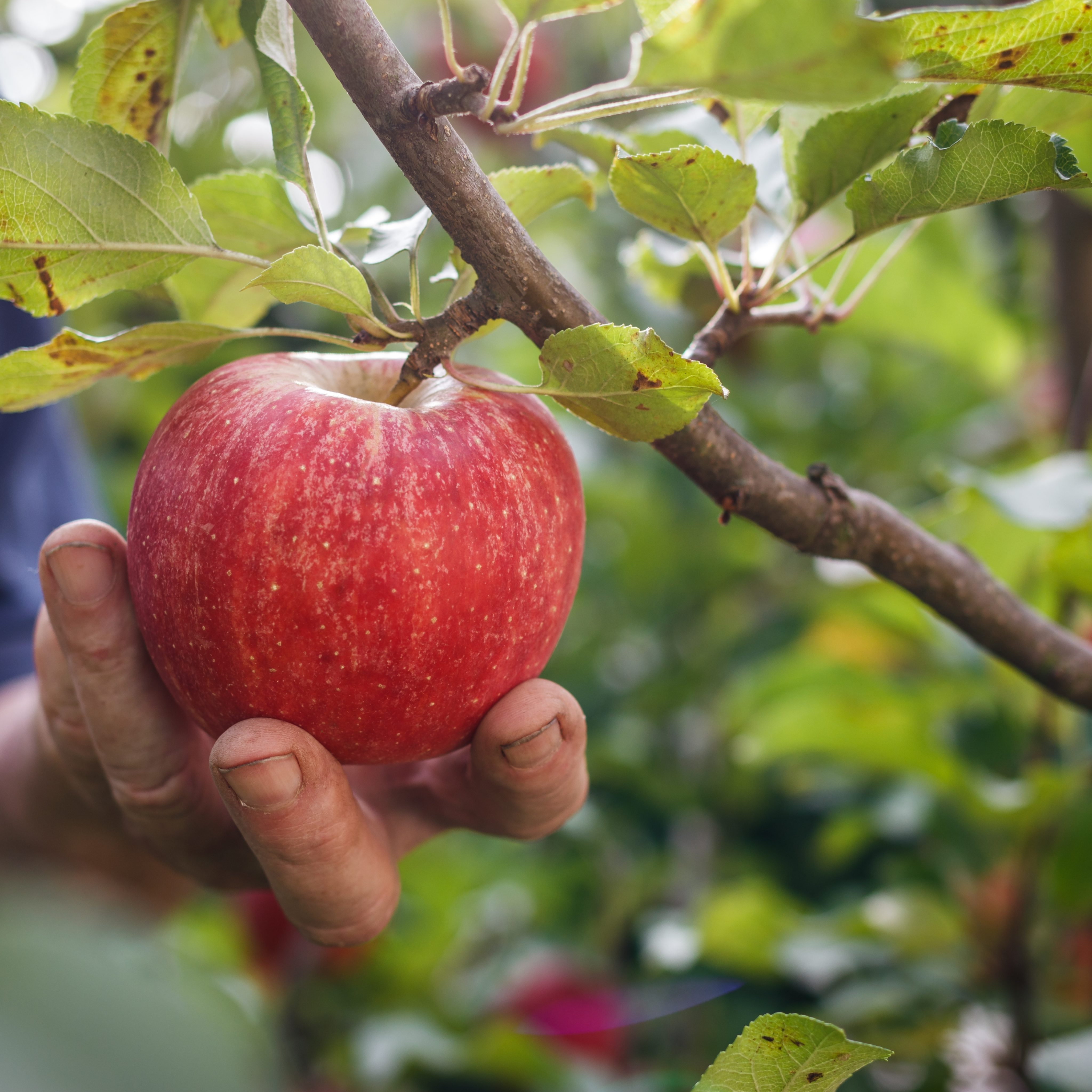 Old Native Fruit Trees