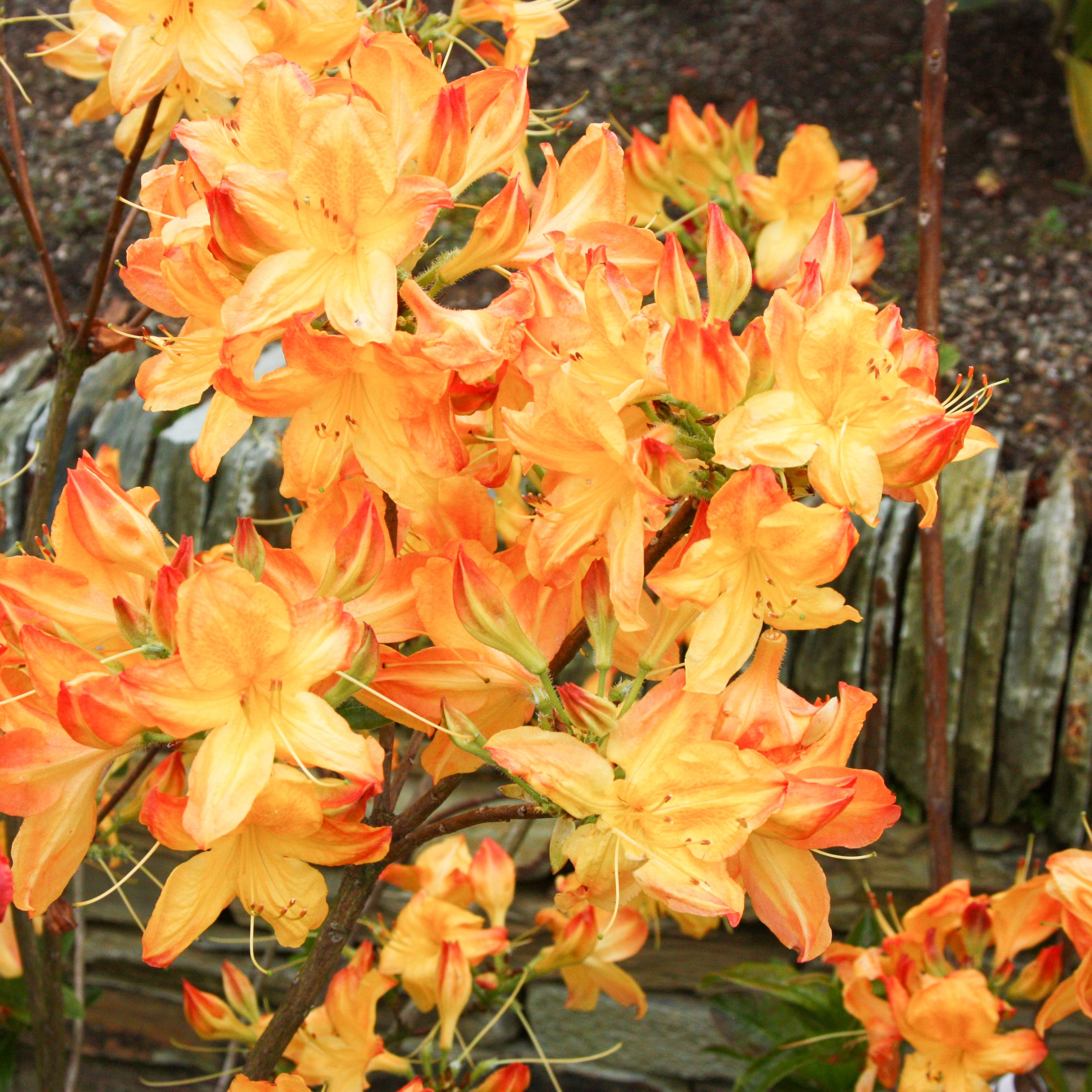 Rhododendrons and Azaleas