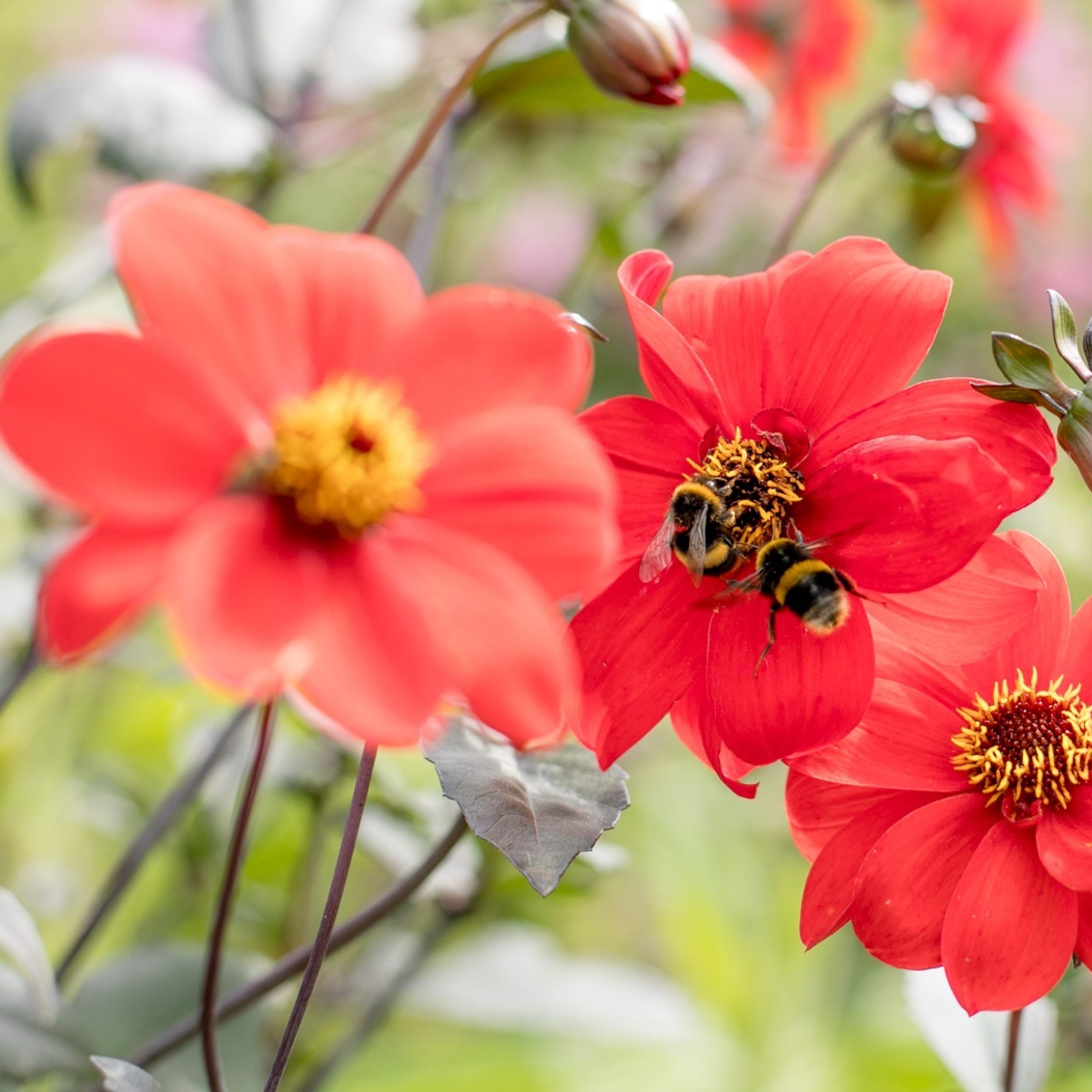 Download our free guide to the Bumblebee Garden