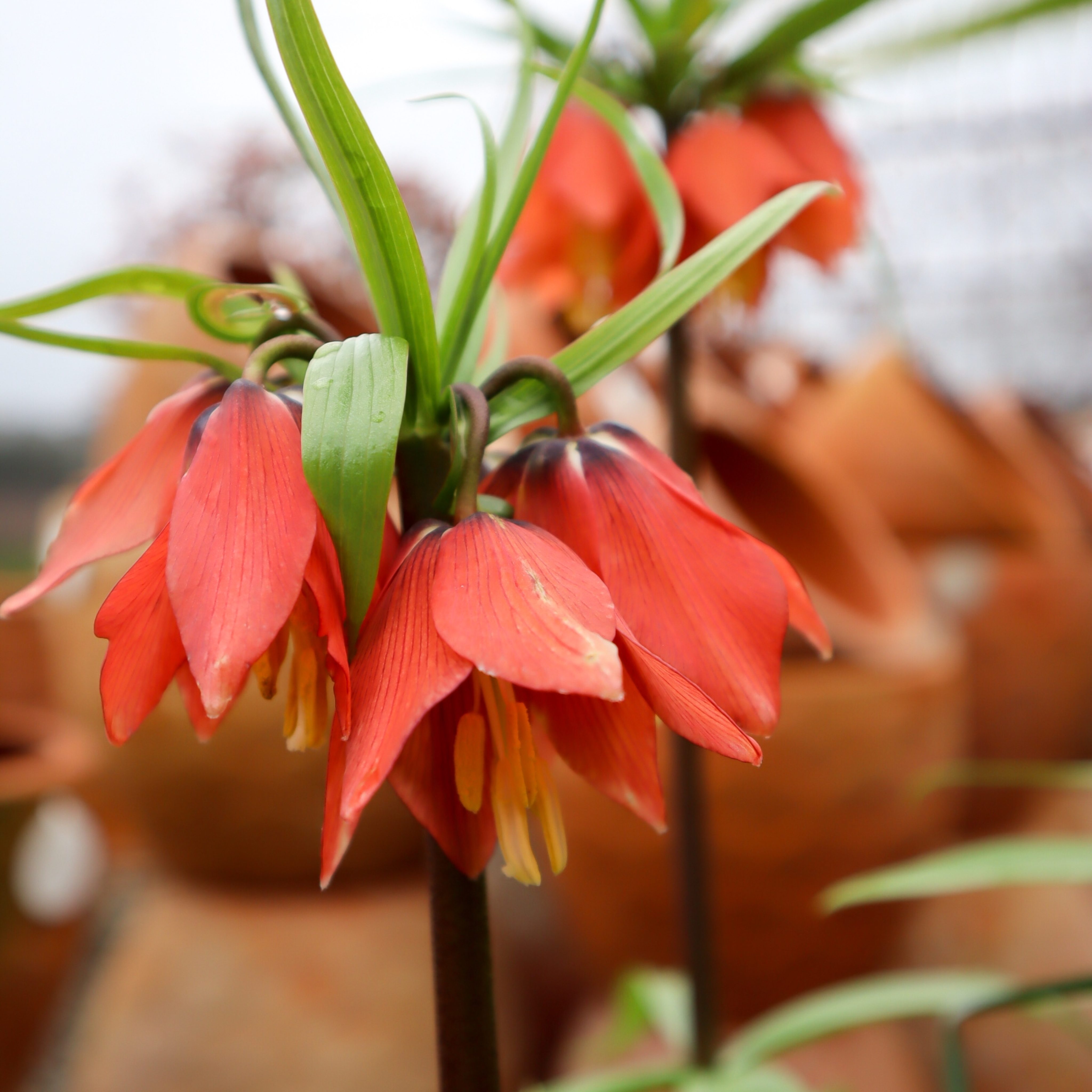 April - in the garden this month