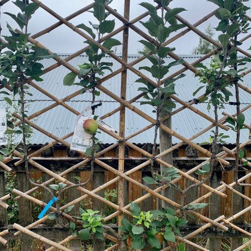 Apple King of the Pippins Trained as a 'Double U Cordon' | Duchy of ...