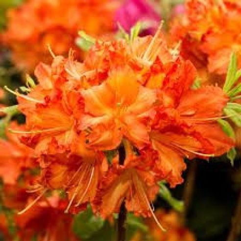 Azalea Doloroso 5L | Duchy of Cornwall Nursery