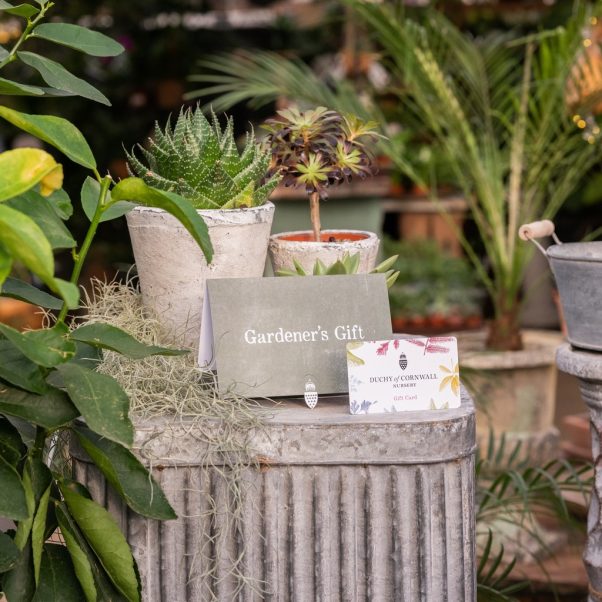 'Afternoon Tea' Gift Card | Duchy of Cornwall Nursery