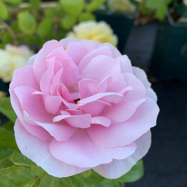 Rosa Ballerina 4L | Duchy of Cornwall Nursery