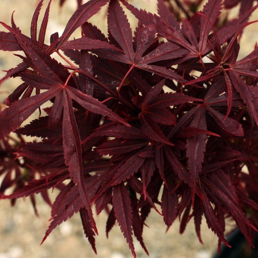 Acer palmatum Shaina 2/3L | Duchy of Cornwall Nursery