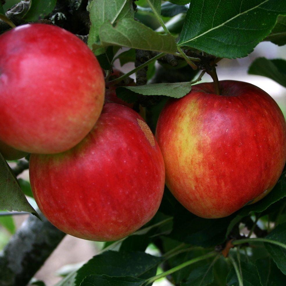 Apple Katy M26 12L | Duchy of Cornwall Nursery