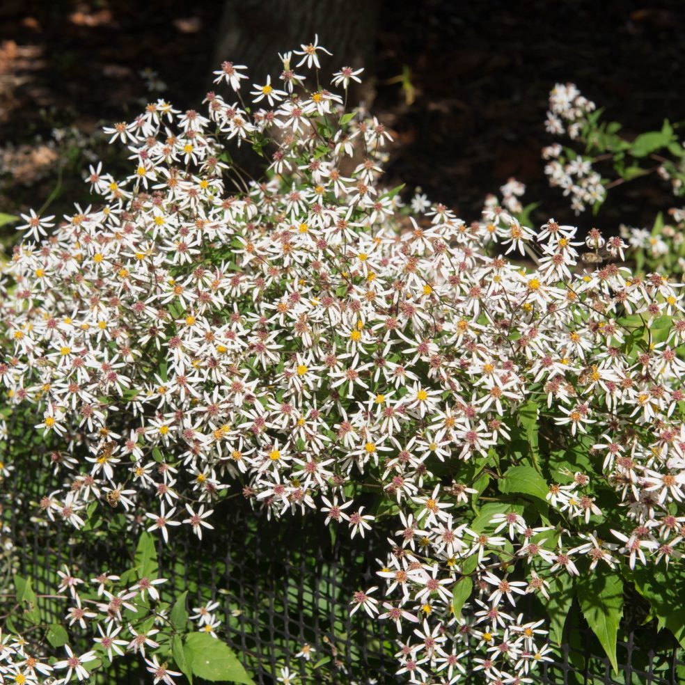 Aster divaricata 2L | Duchy of Cornwall Nursery