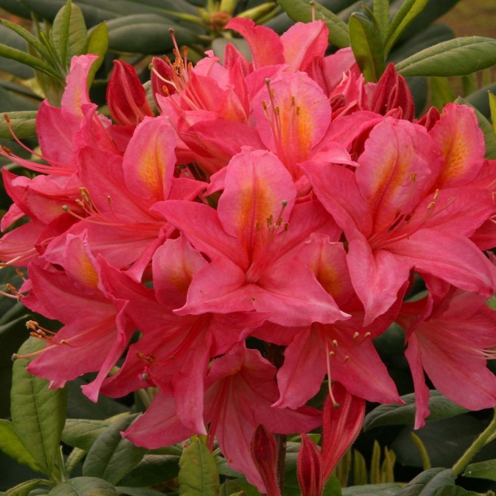 Azalea Jolie Madame 5L | Duchy of Cornwall Nursery