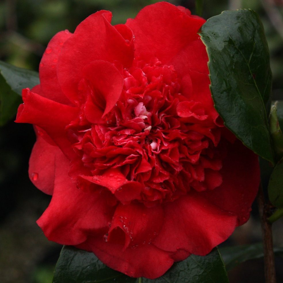 Duchy of Cornwall Nursery