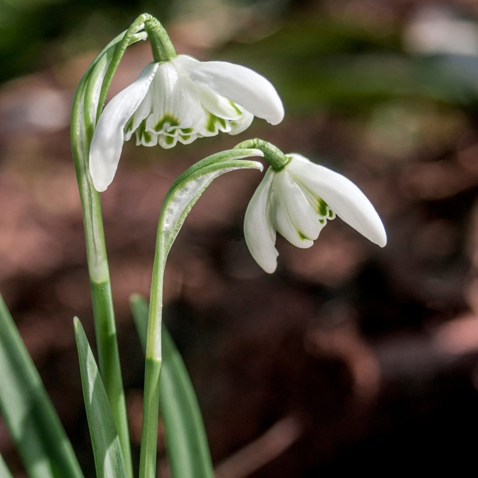 Galanthus flore pleno 9cm (double snowdrops) | Duchy of Cornwall Nursery