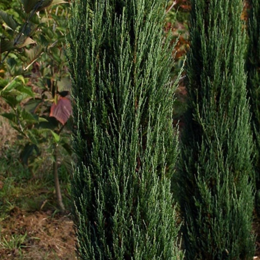 Duchy of Cornwall Nursery