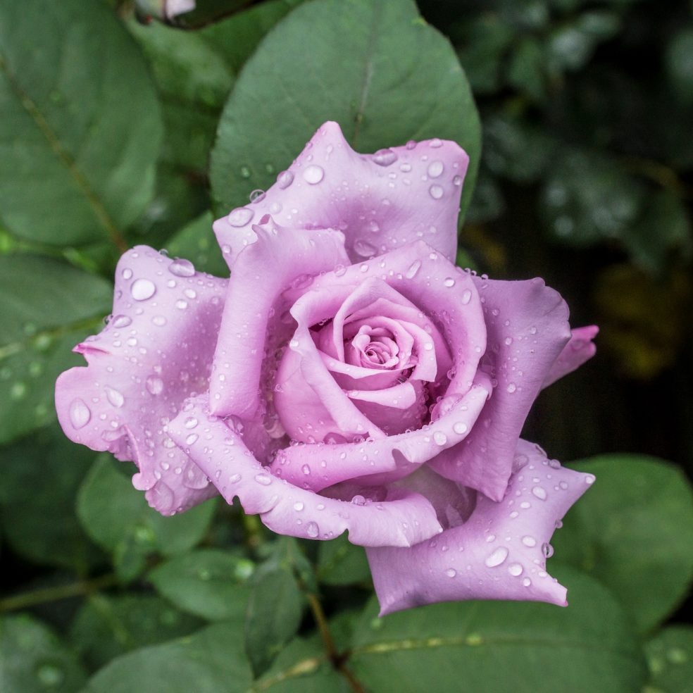 Duchy of Cornwall Nursery